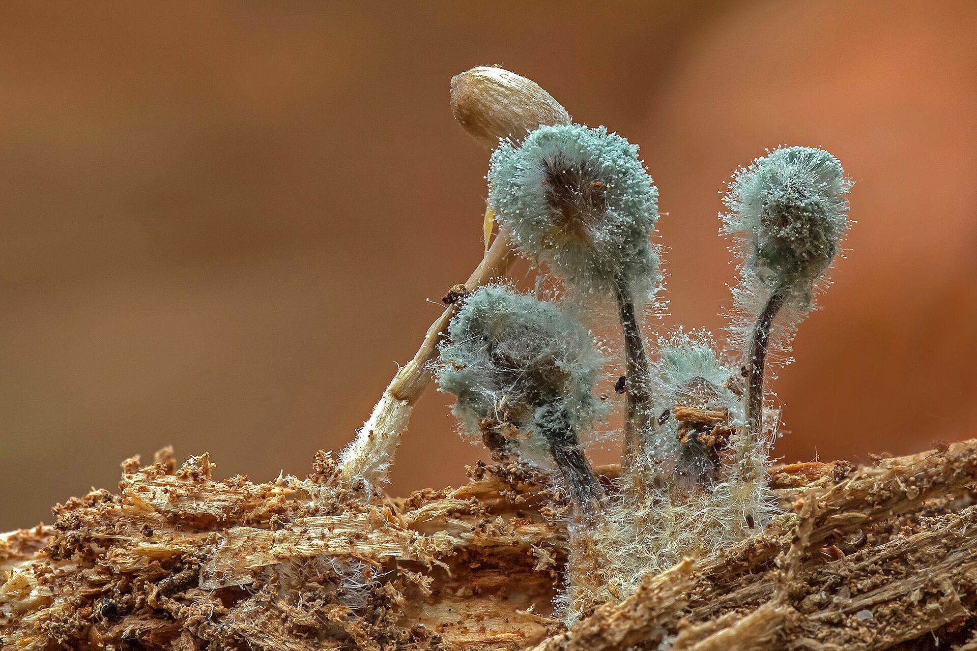Bilder Neufunde 2018 - BUND Naturschutz in Bayern e.V.