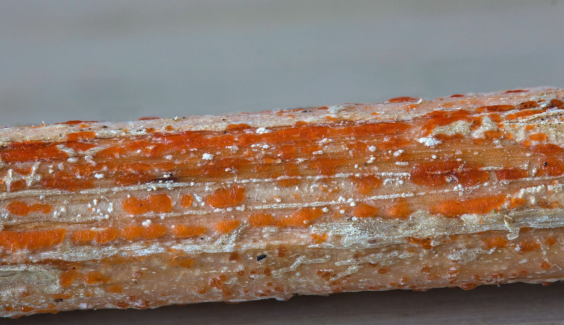 Bilder Neufunde 2018 - BUND Naturschutz in Bayern e.V.