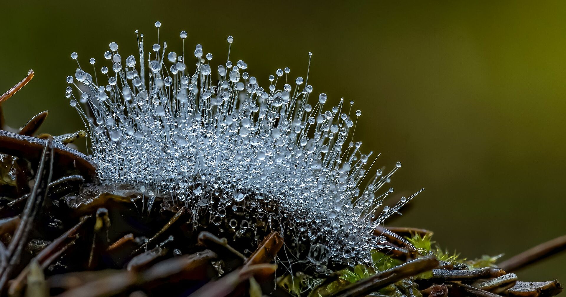 Bilder Neufunde 2018 - BUND Naturschutz in Bayern e.V.